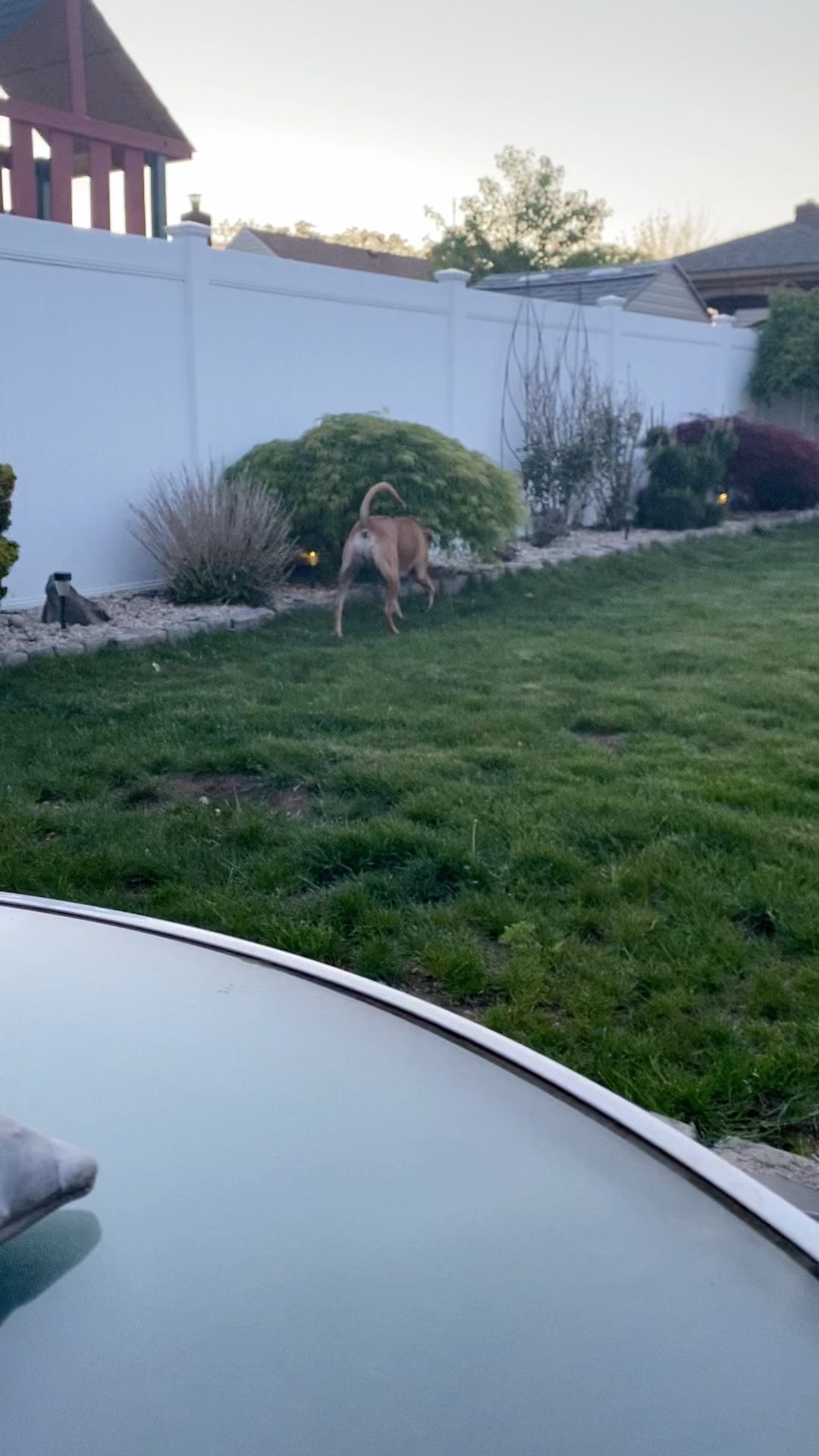 What is Dog Trancing? - Online Dog Trainer School