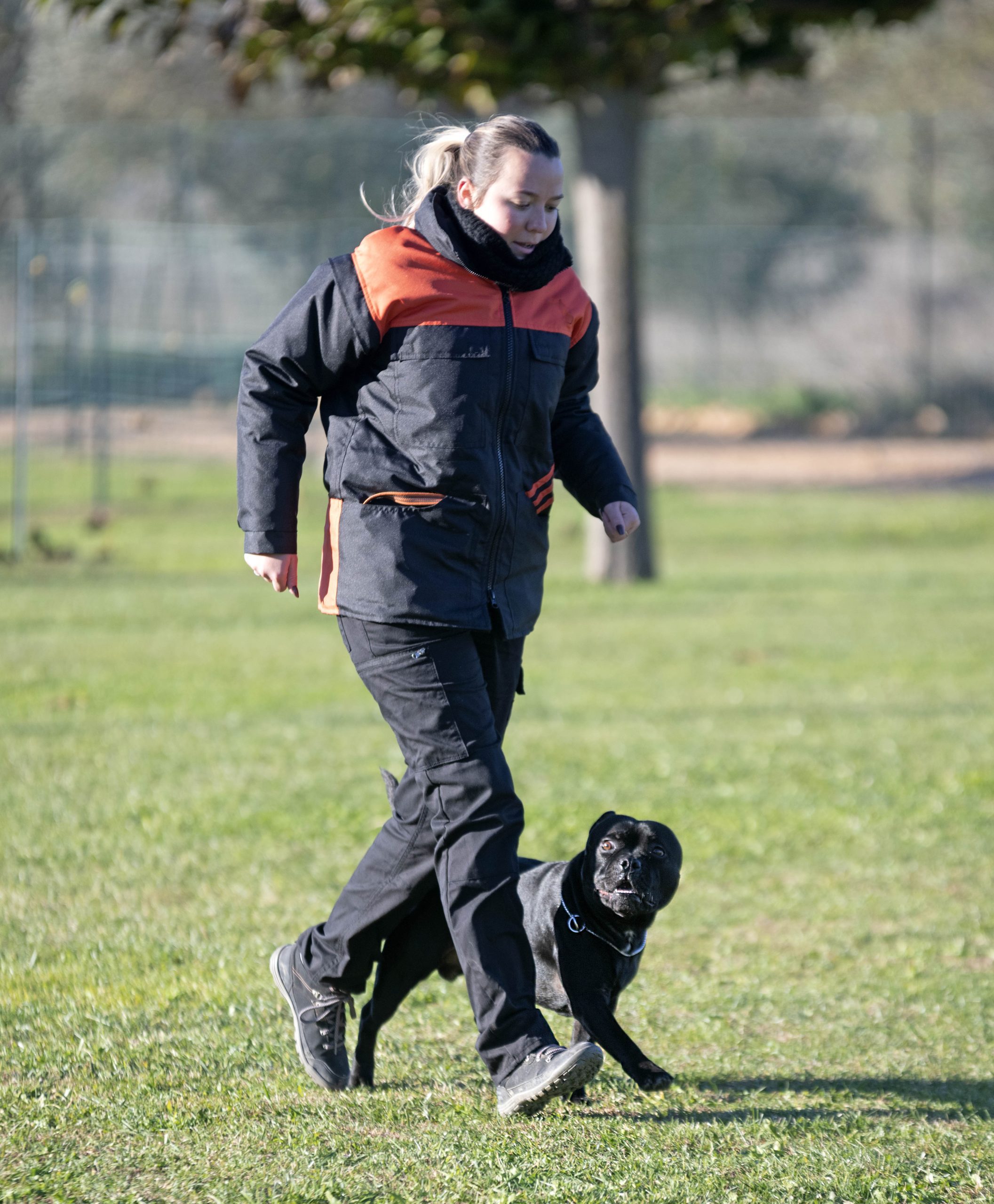 Building Handler Confidence For Successful Dog Training - Online Dog ...